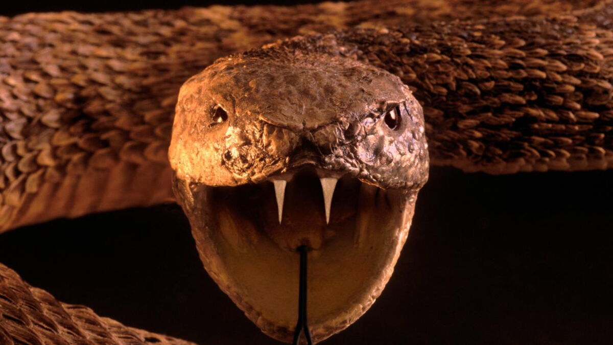 Missing grandmother's remains found in 22ft-long python after it ...