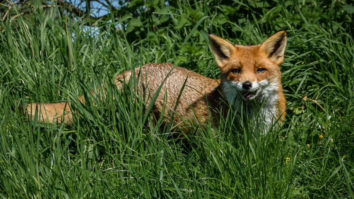 Rabies-infected fox attacks numerous people in one night, here's what ...