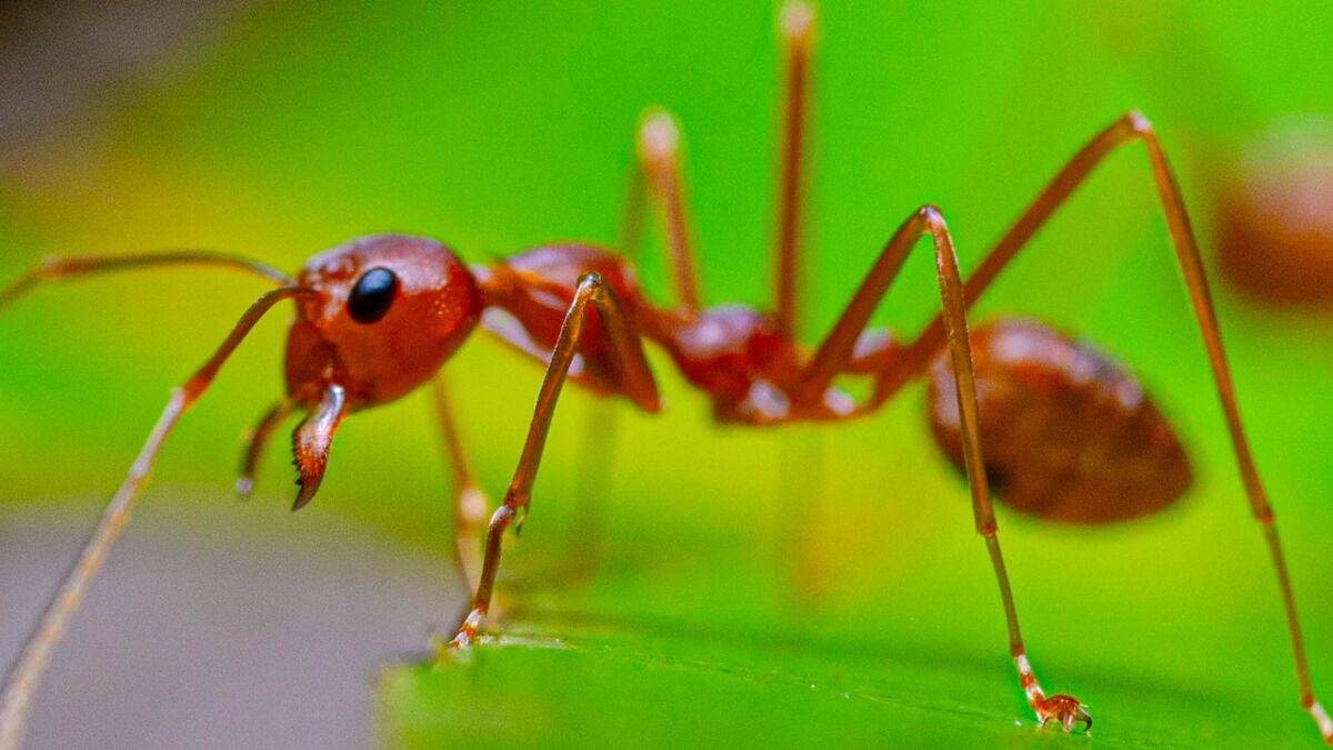 Here are the effects of a bite from the fire ant, an insect that is ...