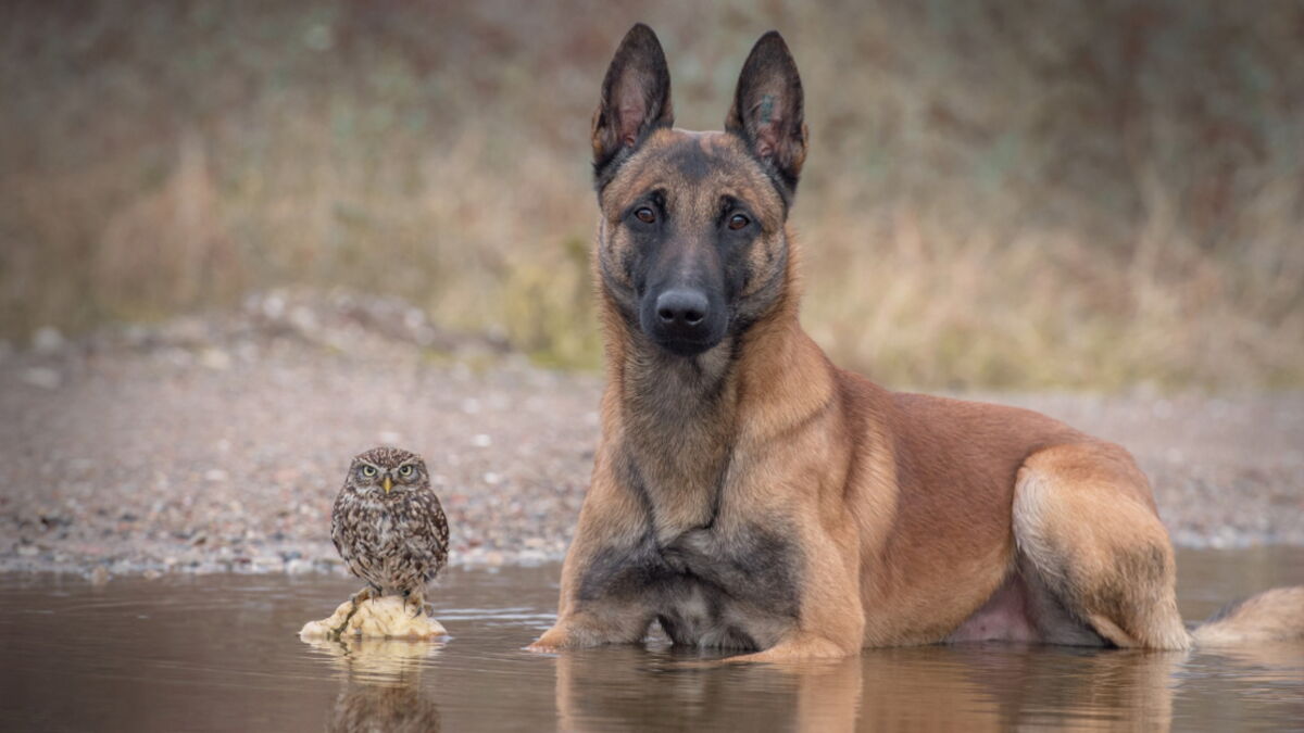 You Won't Believe This Friendship Between A Dog And An Owl