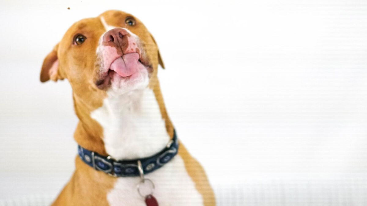 This cheeky dog who likes going to pubs is looking for a new owner