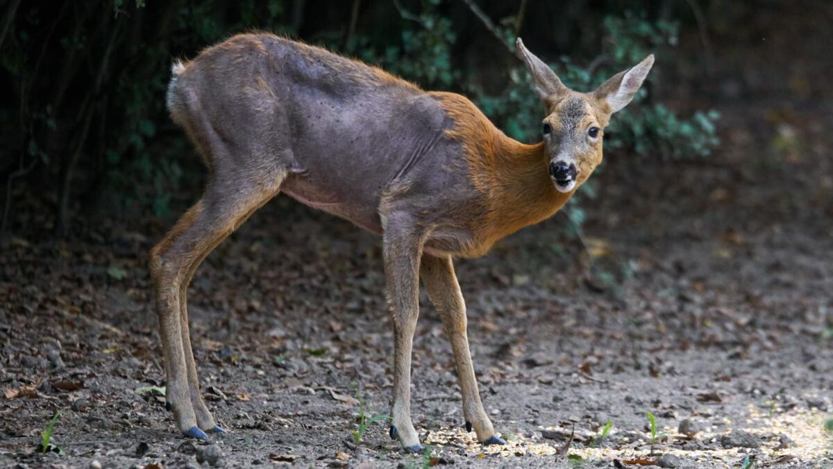 Rare chronic disease that turns deers into 'zombies' detected amidst ...