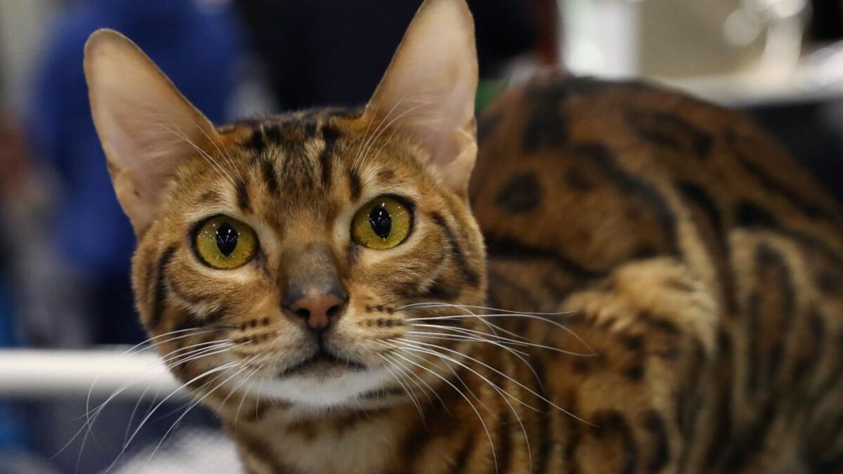 She Saw This Cat's Face And Instantly Burst Into Tears