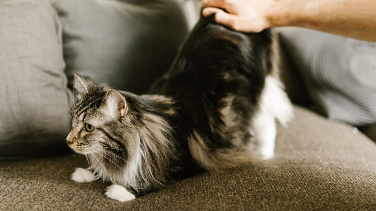 Stop your cat from scratching your sofa with these simple tricks
