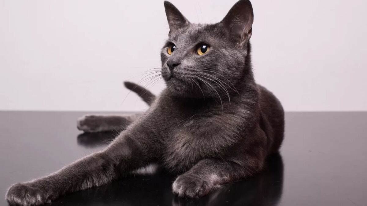 Cats and their nine lives: A myth that is closer to the truth than you ...