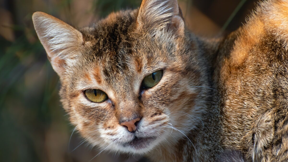 A loving cat with ‘a heart of gold’ was callously abandoned in the cold