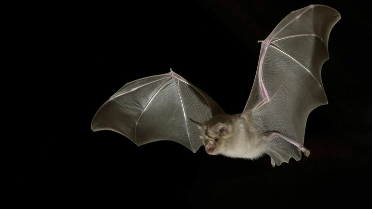 What to know about new Covid-like virus detected in Russian bats
