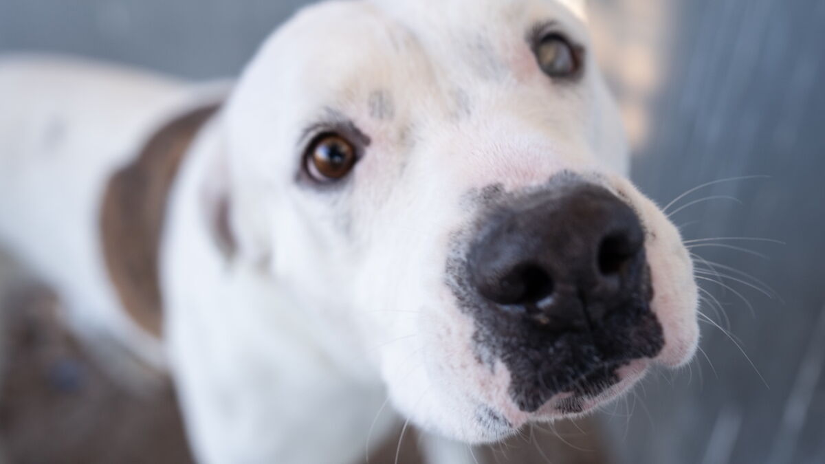 This deaf dog found a new loving home and the best forever companion