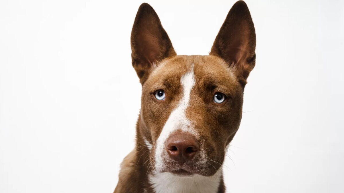 This heartbroken pup was dumped at the gas station hoping her owner ...