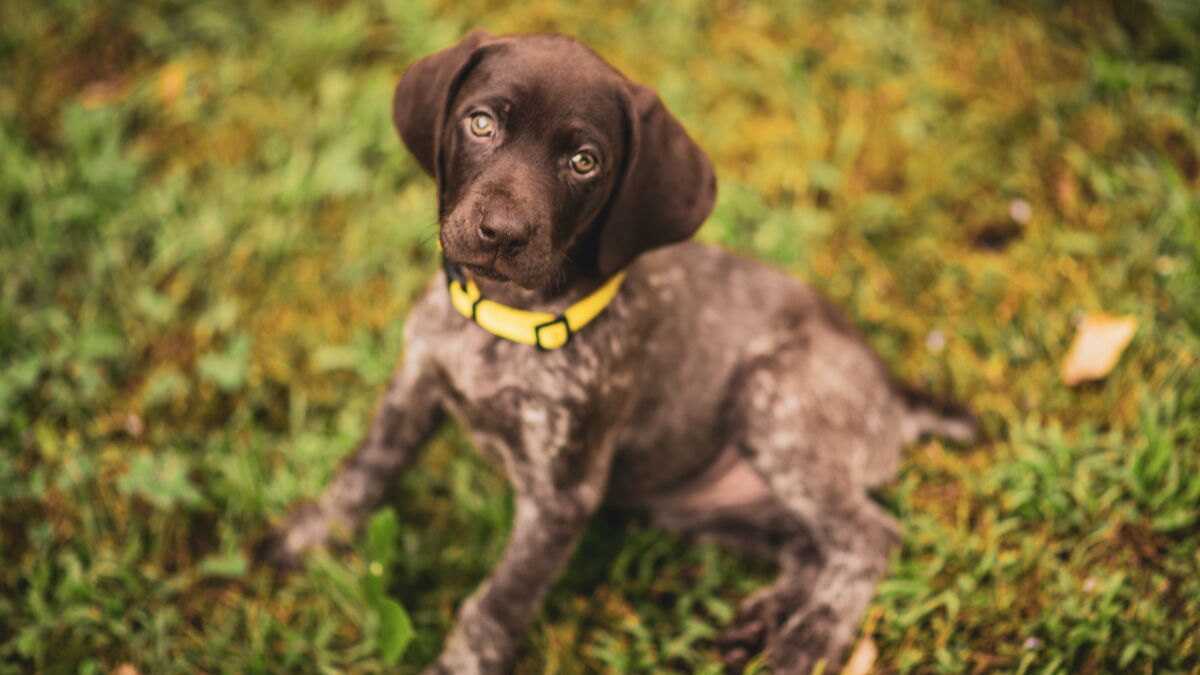 Heartbreak over a traumatised puppy who fell from a balcony twice and ...