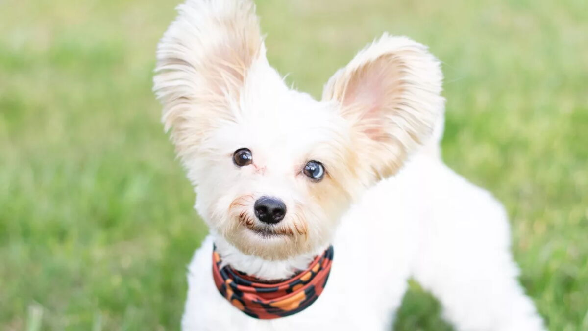 This incredible deaf dog learned to understand sign language (VIDEO)