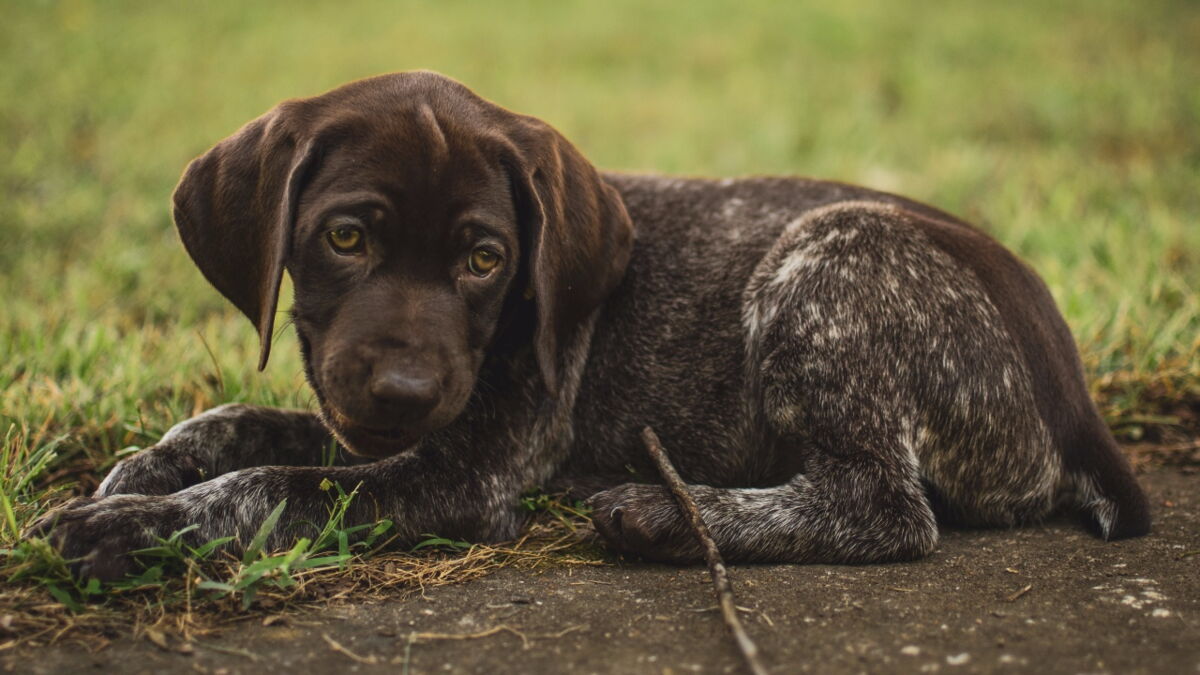 Anger as a bald traumatised dog was 'discarded' by an ‘isolated’ quarry