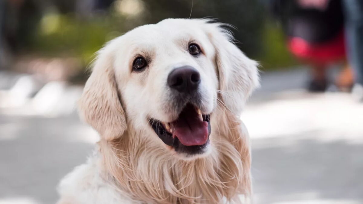 This unwanted dog went through 14 failed adoptions, leaving shelter's ...