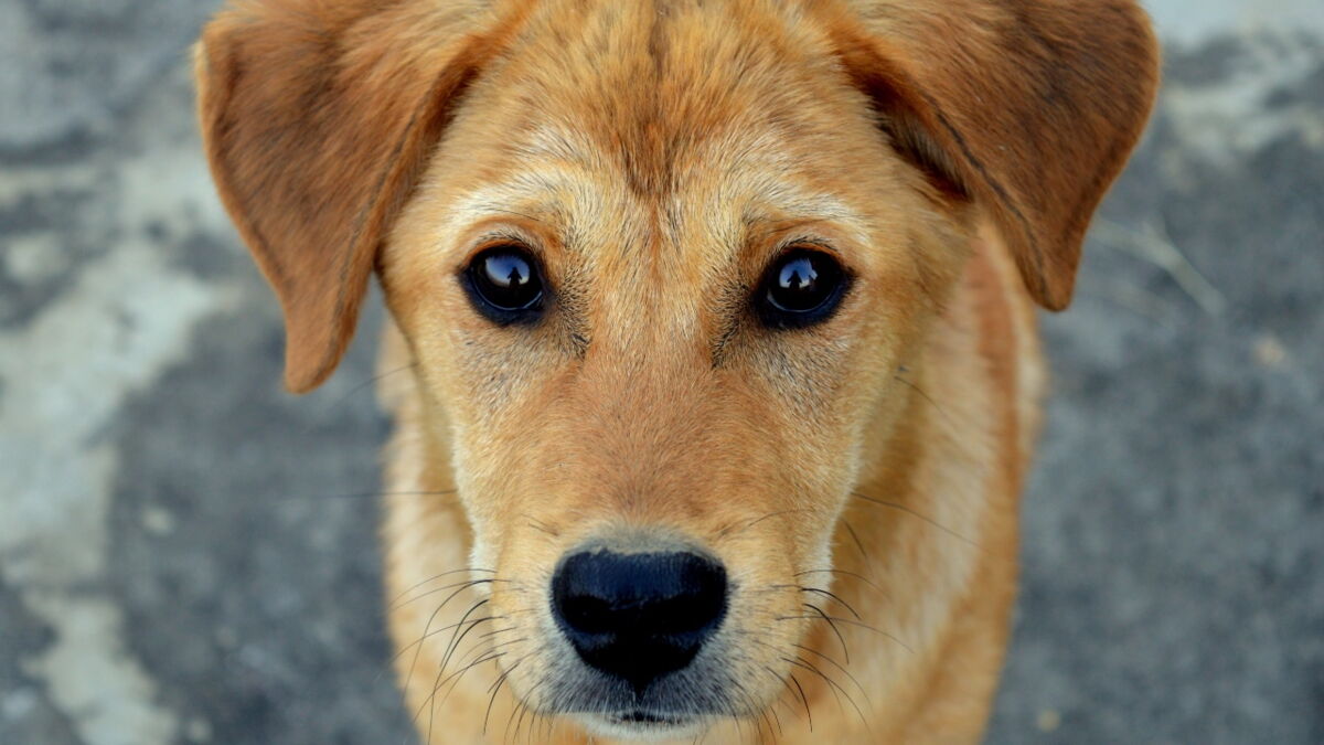 An abandoned dog with a heartbreaking note was found wandering the streets