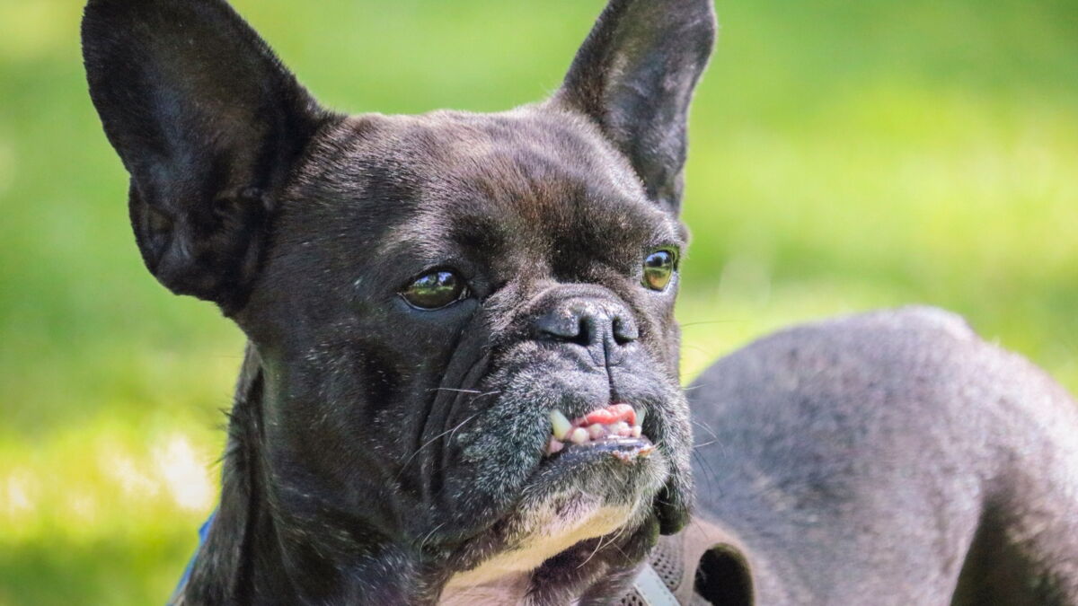 This unwanted dog was abandoned twice and is looking for a home again ...