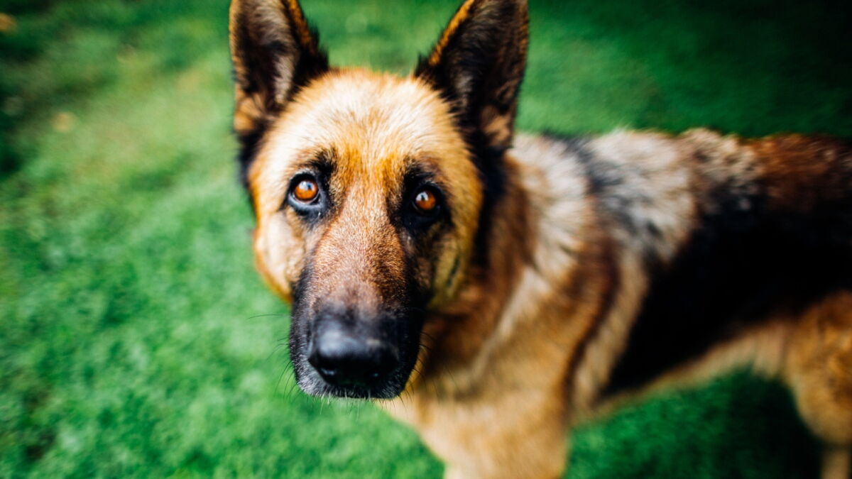 ‘Screaming in agony’ dog was heartlessly abandoned in a bush