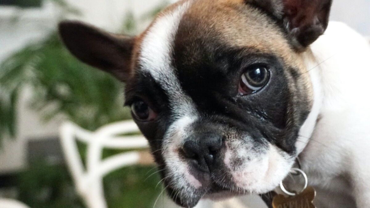 Heartbreak over a severely abused dog that was left ‘terrified of people’