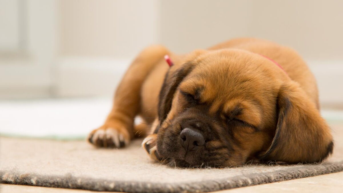 Decoding the sleeping positions of dogs: Here's what it says about ...