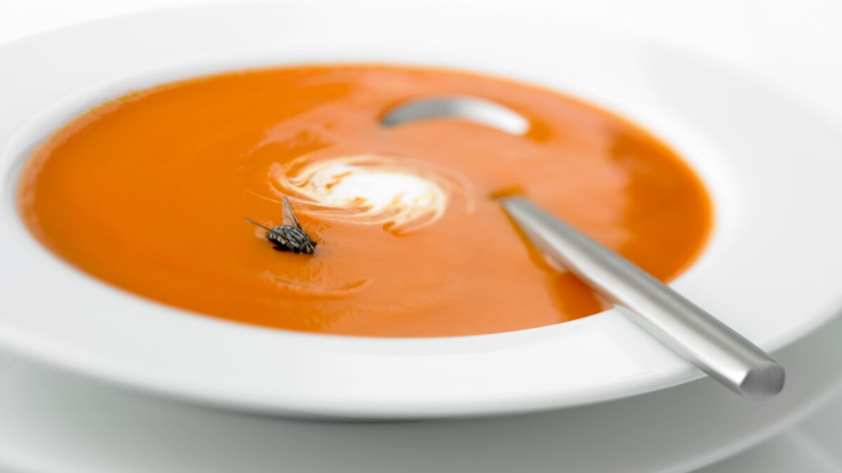 What Happens When a Fly Lands on Food?