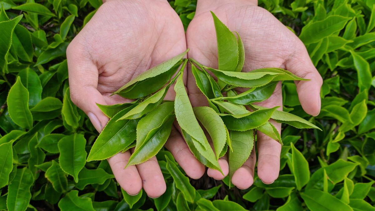 Cooking with tea is underrated: Here's the easy way to do it