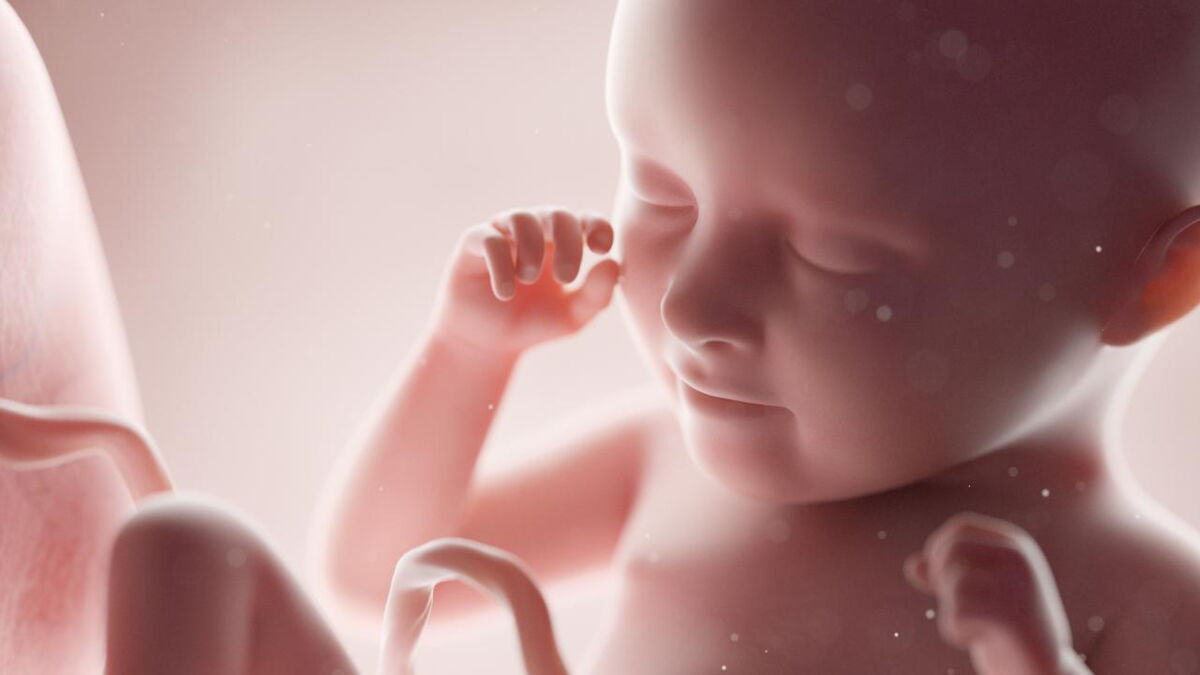 This Incredible Video Shows 9 Months Of Fetal Development In Just A Few ...