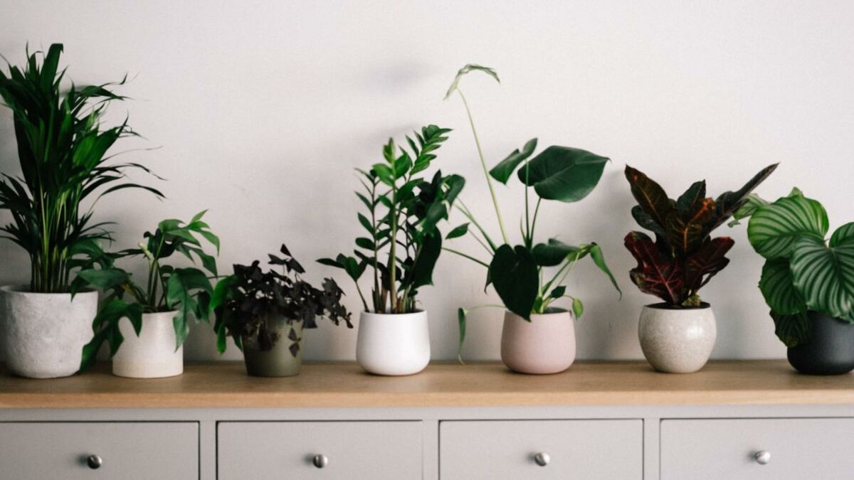 Researchers Confirm That Houseplants Can Relieve Lockdown Stress