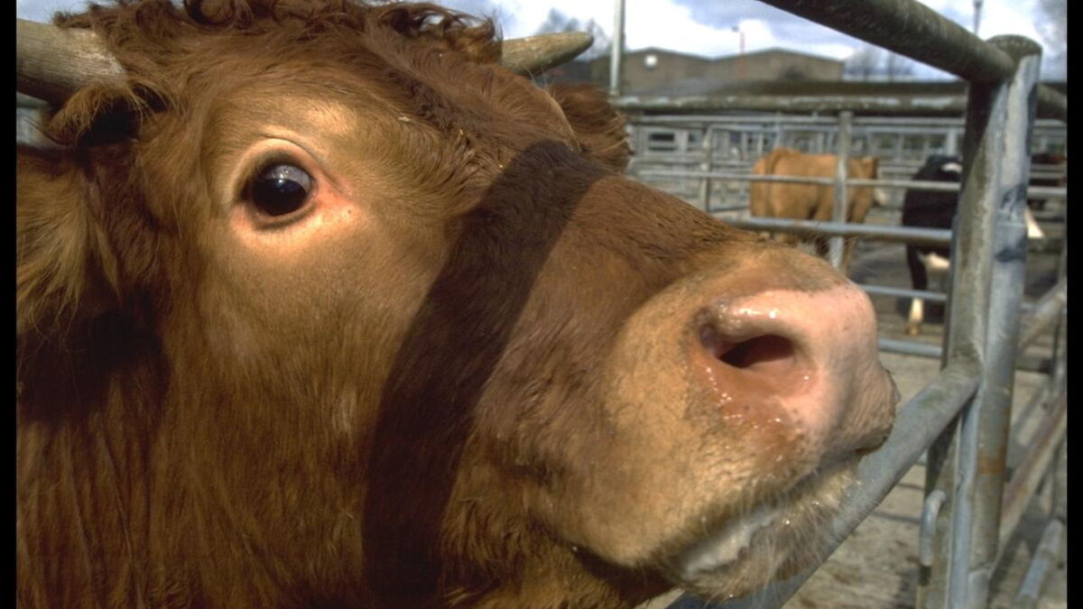 Mad Cow disease found on a Somerset Farm
