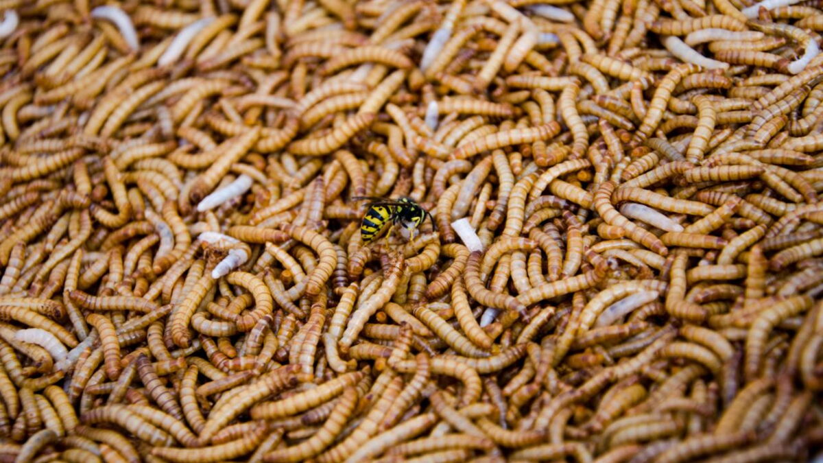 Man discovers flesh-eating maggots eating his eardrum