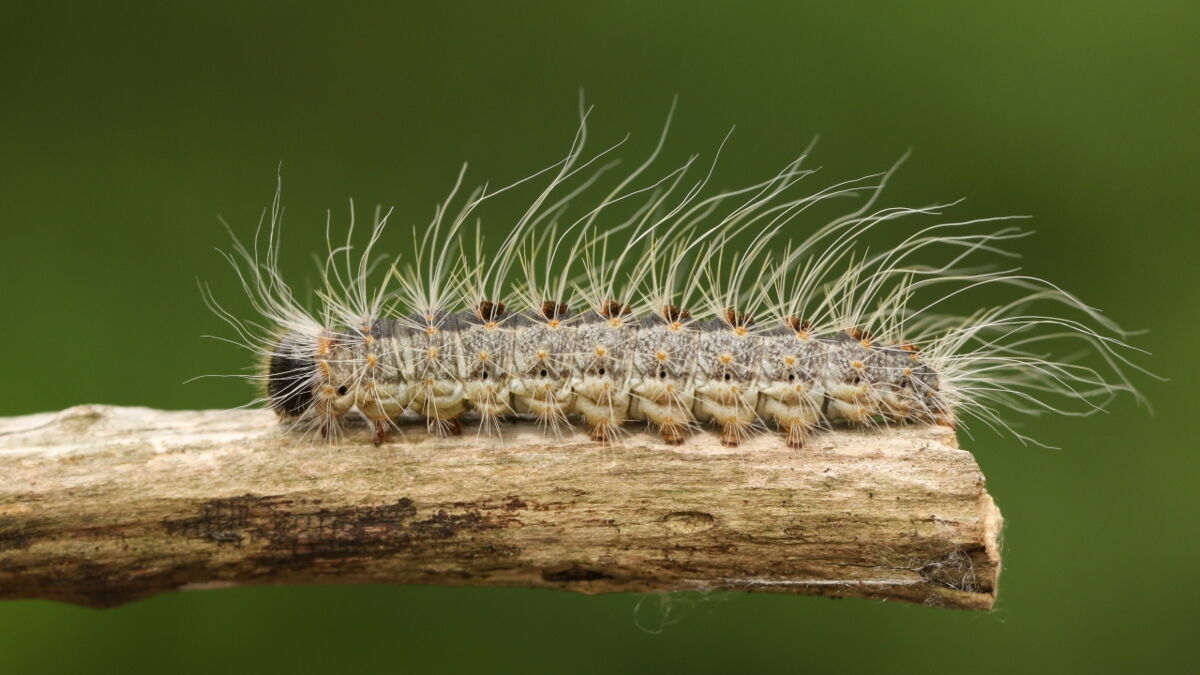 Warning issued over plague of insects that are a 'hazard to human health'