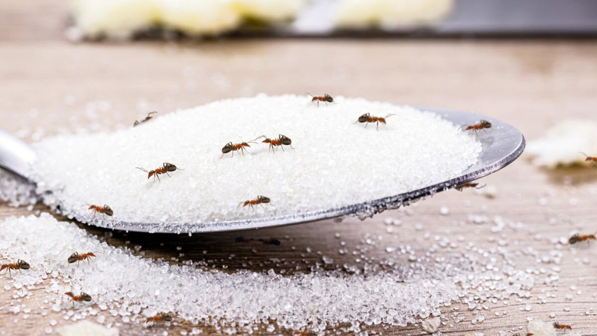 Here's how you can get rid of ant infestation with household items