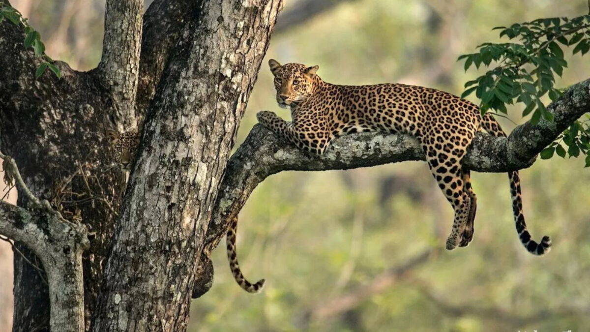 Can you spot the hidden cub in this photo? Most have failed!