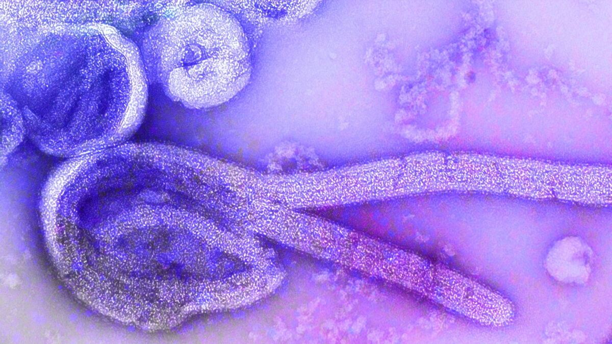 There has been a new outbreak of this deadly infectious disease