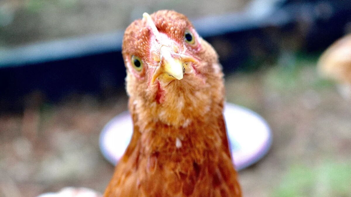 Bird flu: A new strain has been detected for the first time in humans ...