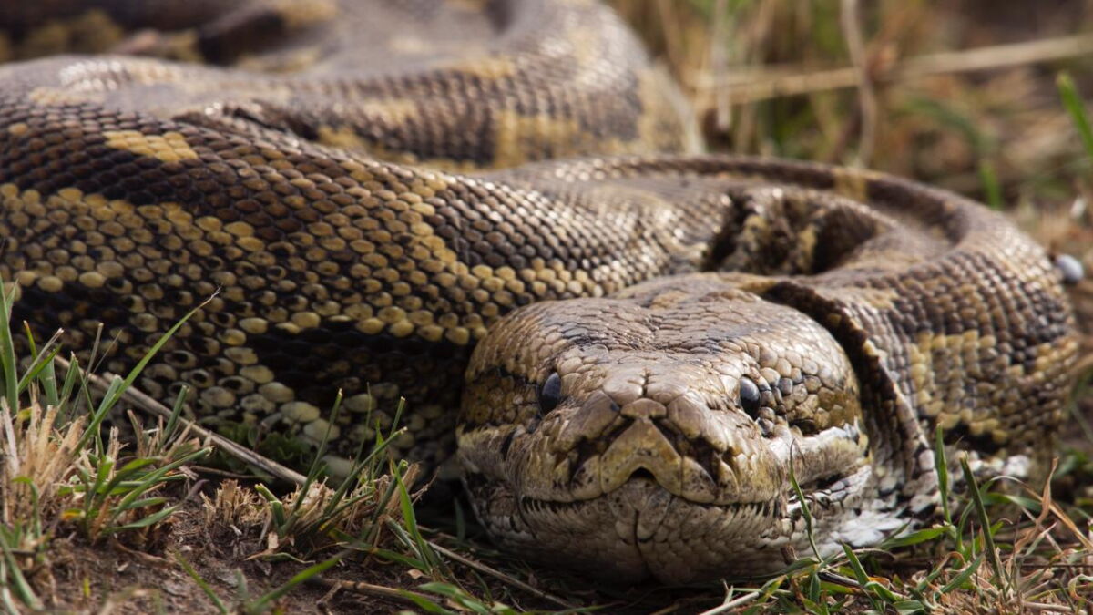 The Florida Python Challenge: At what cost would you catch killer snakes?