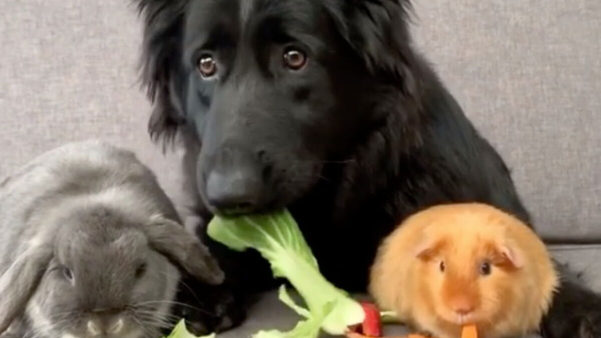 This unlikely trio of animals are the world's weirdest and most ...