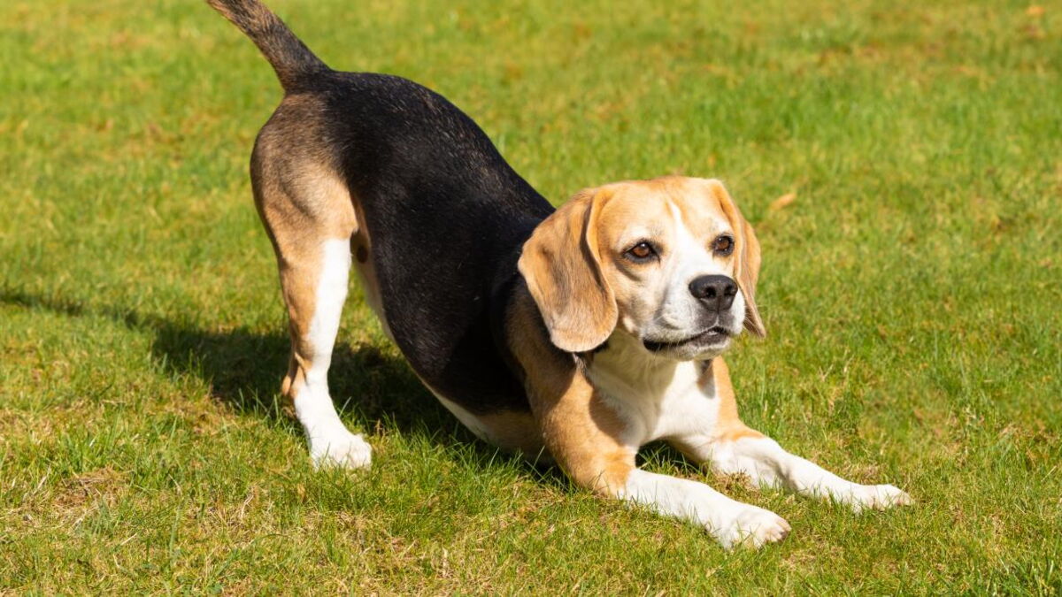 These Lab Dogs Have Never Seen The Light Of Day, Their First Day Free ...