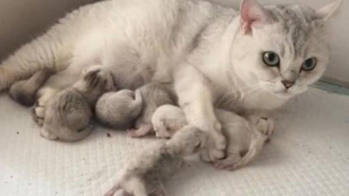 Feline gives birth to an extremely rare two-headed kitten