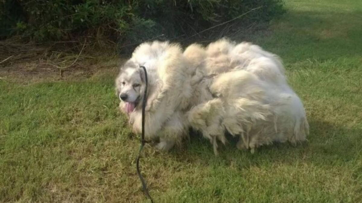 They found this abandoned dog with something horrifying in his fur