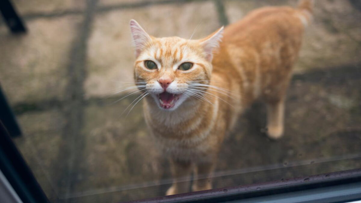 Why do cats meow when they want to come inside...And then go outside again?