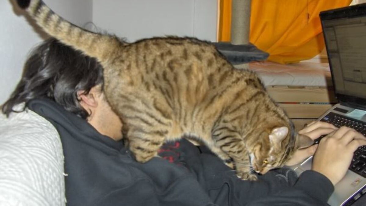 This is the real reason cats love showing us their bums