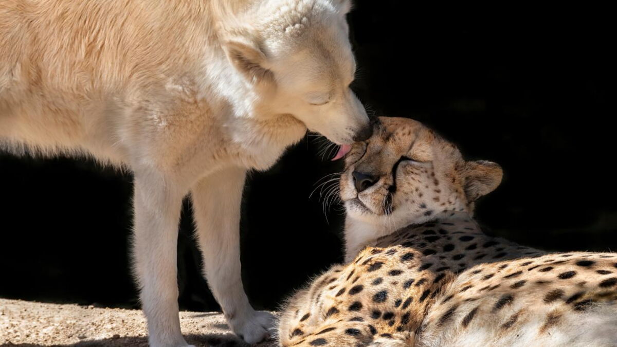 This puppy and cheetah grew up together and their relationship will ...