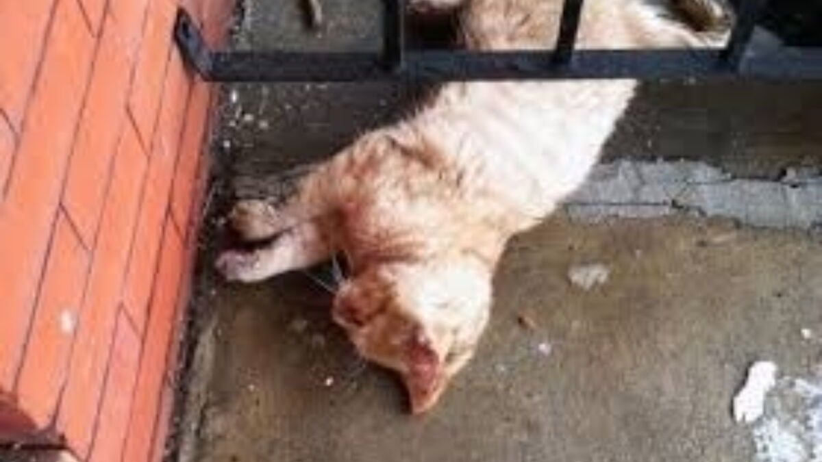 This Cat Was Dying on a Doorstep… Then Something Amazing Happened