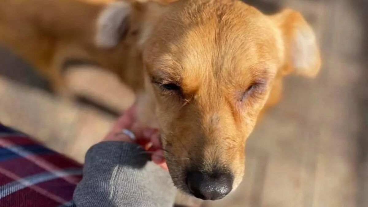 This one-eyed dog who was horribly mistreated is now looking for a ...