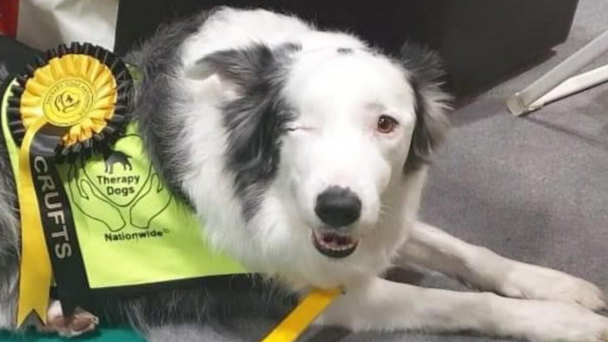 This one-eyed dog helps people in a unique way