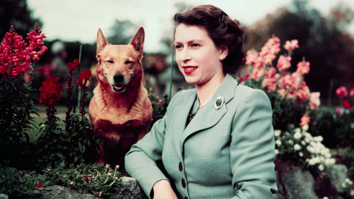 Queen's Platinum Jubilee: Knitted corgis are being hidden around the UK ...