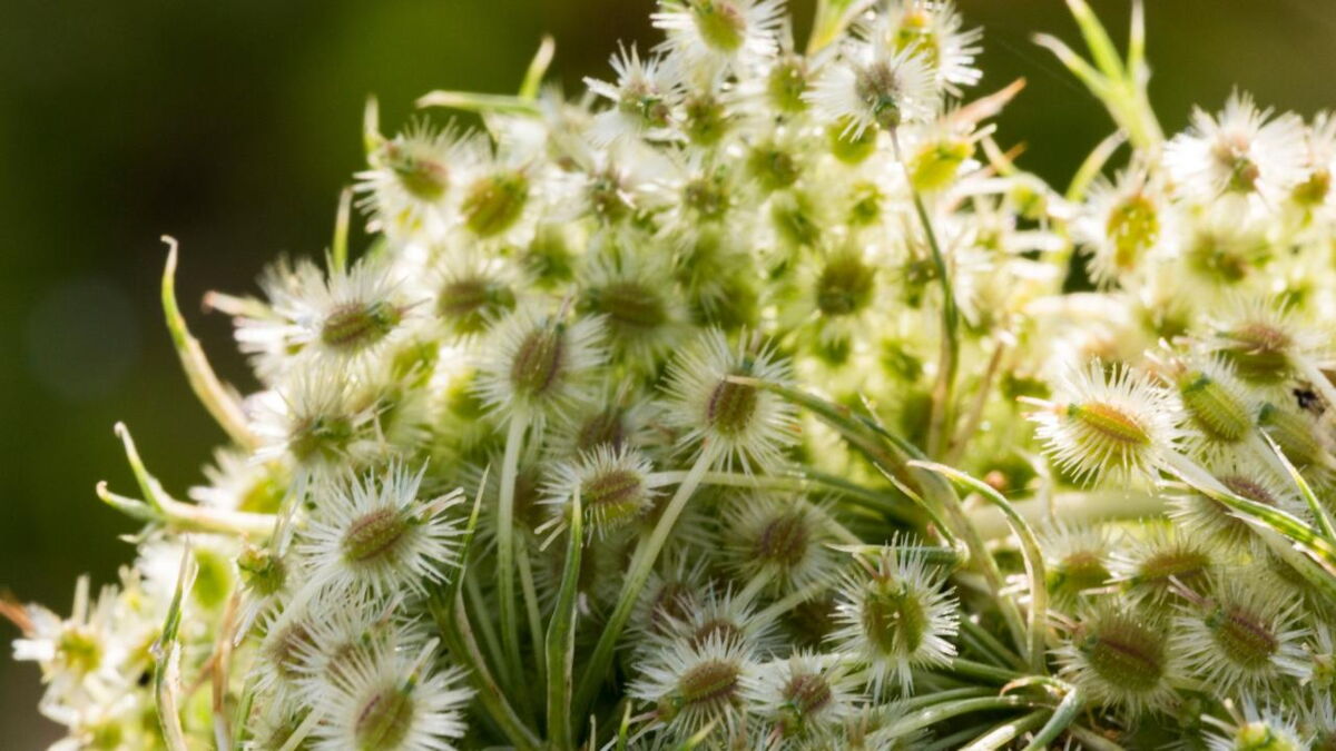 Despite Its Beautiful Flowers, This Common Plant Is Incredibly Toxic ...