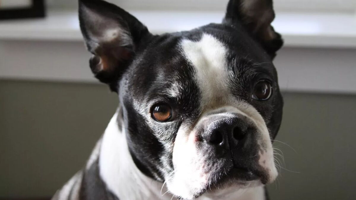 'She started turning blue': Heroic dog saves baby’s life