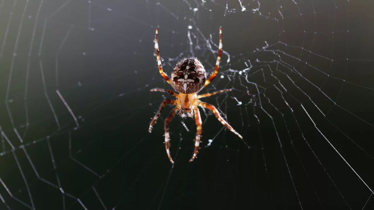 Microscopic arachnids are likely living inside your pores