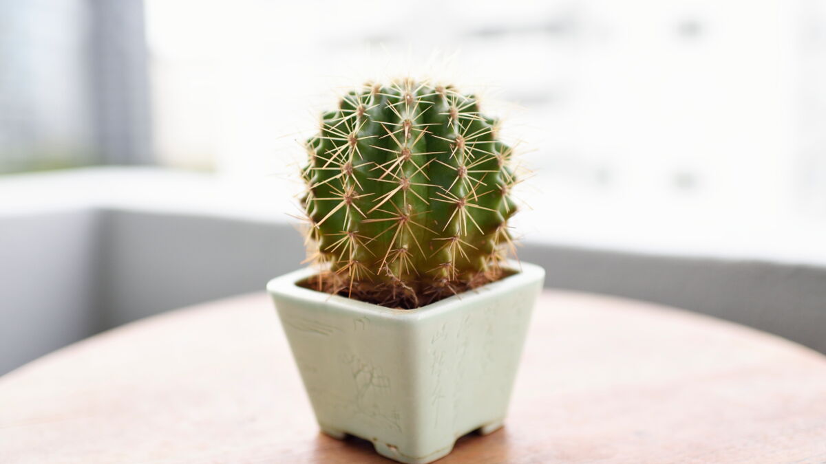 How to properly take care of your cacti