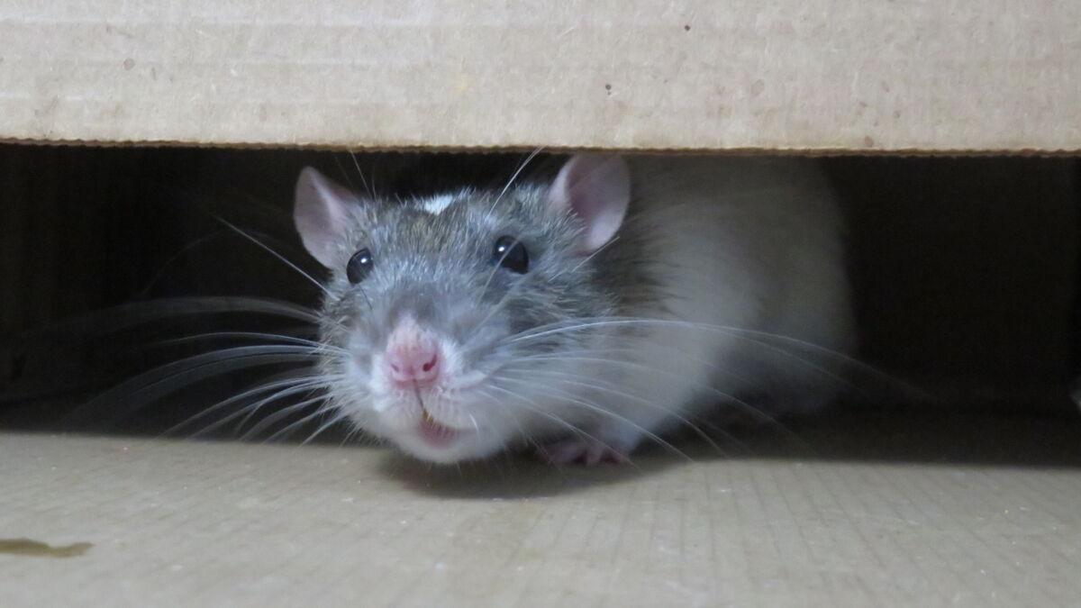 Brits warned not to poison 300 million super-rats taking over UK, here ...